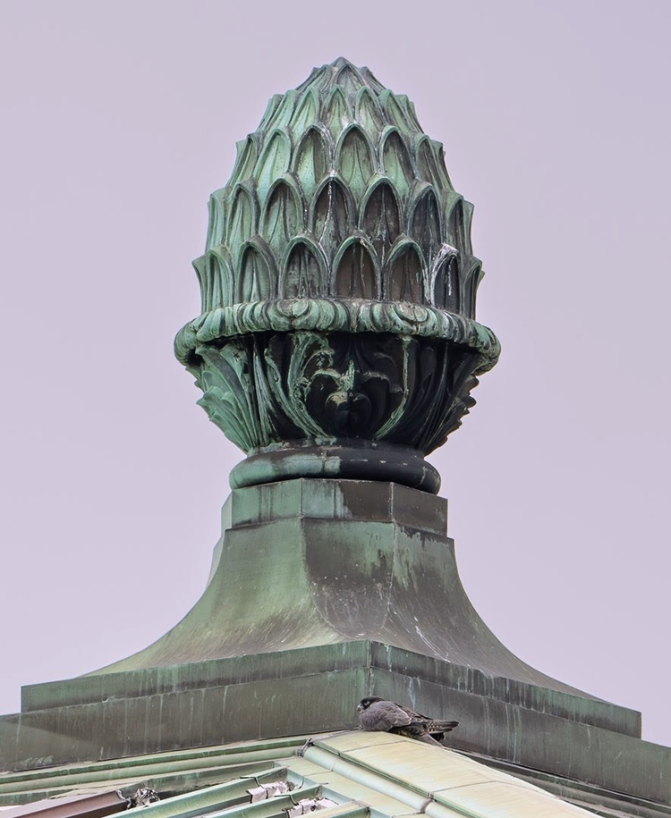 Finding their wings: Stunning photos show young falcons’ first flights ...