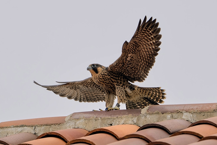 Finding their wings: Stunning photos show young falcons’ first flights ...
