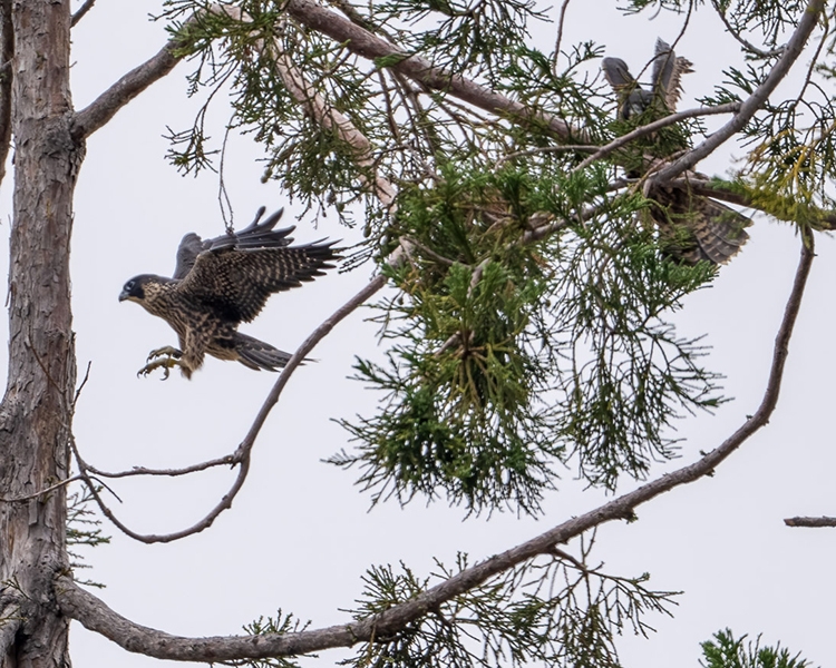 Finding their wings: Stunning photos show young falcons’ first flights ...