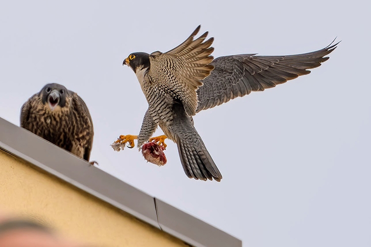 Finding their wings: Stunning photos show young falcons’ first flights ...