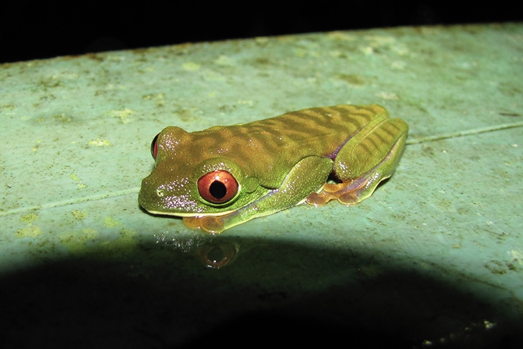 Climate change could be a greater threat to tropical frogs than ...
