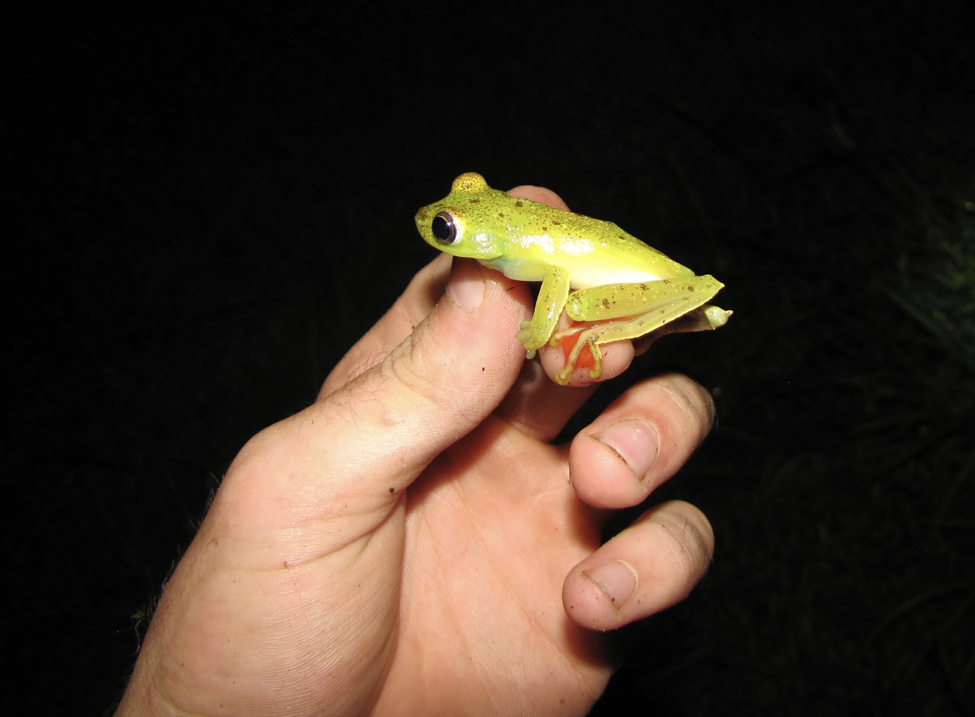 Climate change could be a greater threat to tropical frogs than ...
