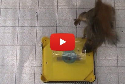 Brain size matters when it comes to animal self-control | Berkeley