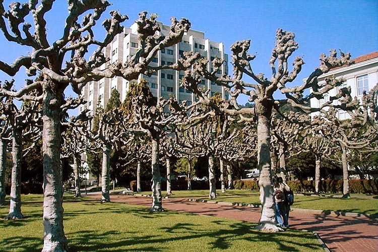 Mobile tour tells campus story through standout trees | Berkeley