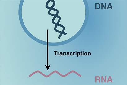 New target for anticancer drugs: RNA | Berkeley