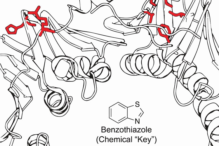 Scientists use molecular 'lock and key' for potential control of GMOs ...
