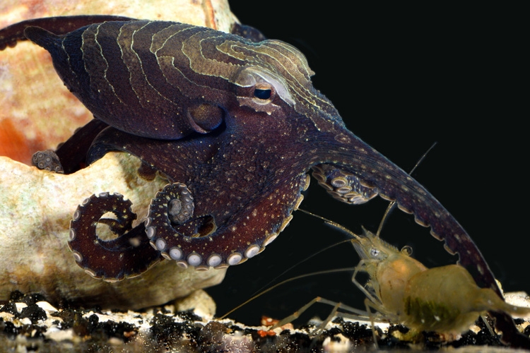Octopus shows unique hunting, social and sexual behavior | Berkeley