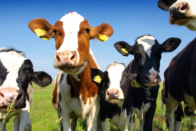 Virus in cattle linked to human breast cancer | Berkeley