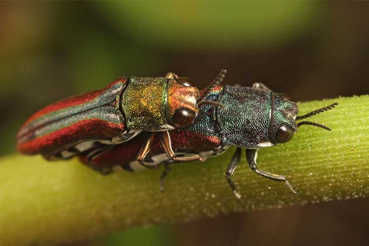 Insect museum joins global effort to digitize 100 years of data | Berkeley