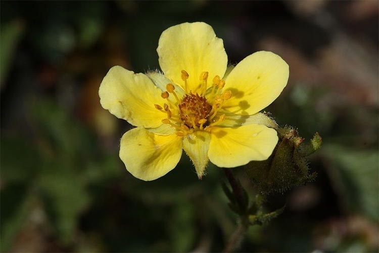 Calscape website helps Californians bring back native plants | Berkeley