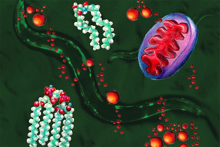 Can some types of fat protect us from brain disease? | Berkeley