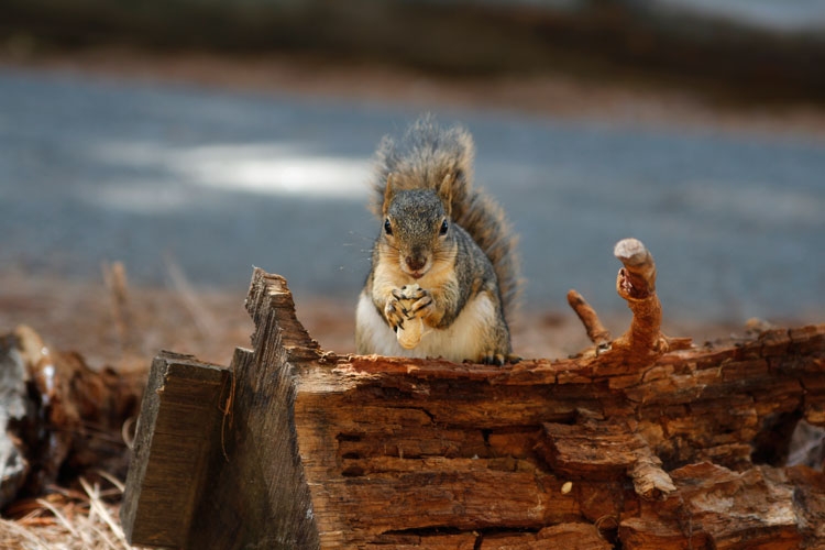 Fox squirrels use 'chunking' to organize their favorite nuts | Berkeley