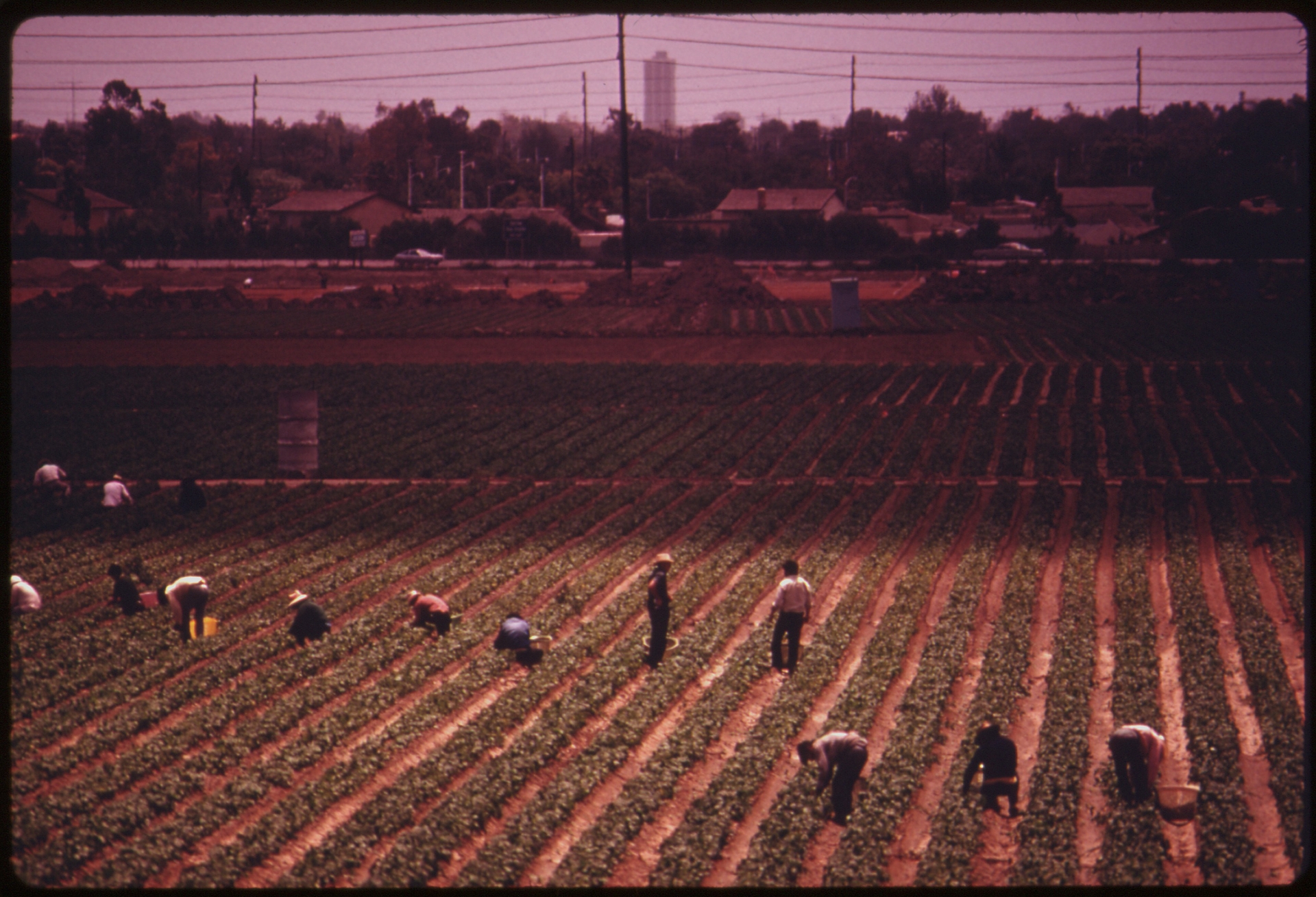 Cesar Chavez Farm Workers