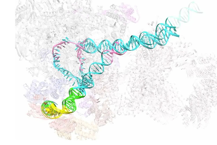 Scientists decipher opening dance steps of DNA and its partner | Berkeley