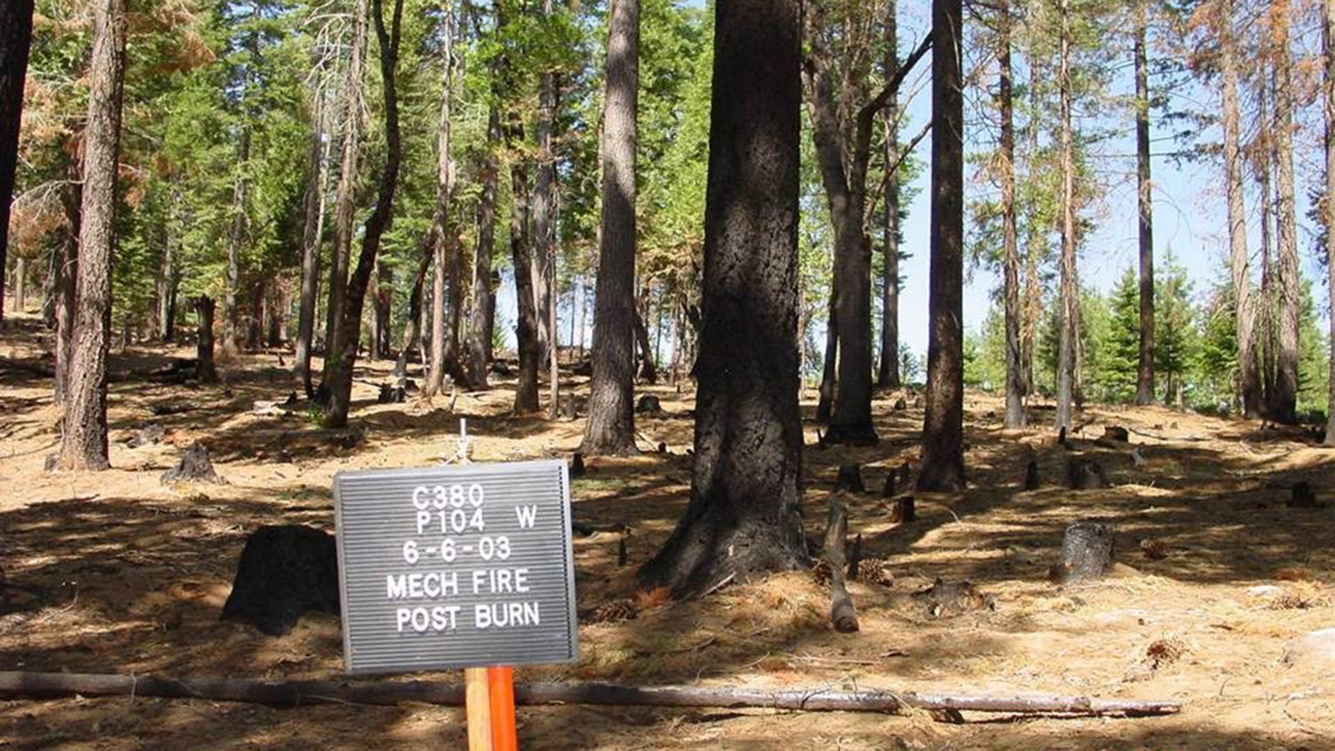 Twenty-year study confirms California forests are healthier when burned ...