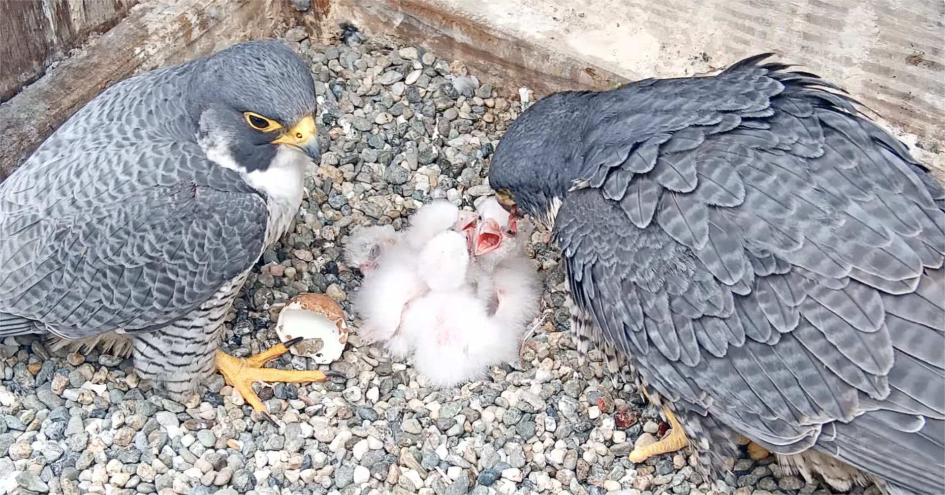 UC Berkeley’s Annie the falcon sets a record: All of her eggs hatch on ...