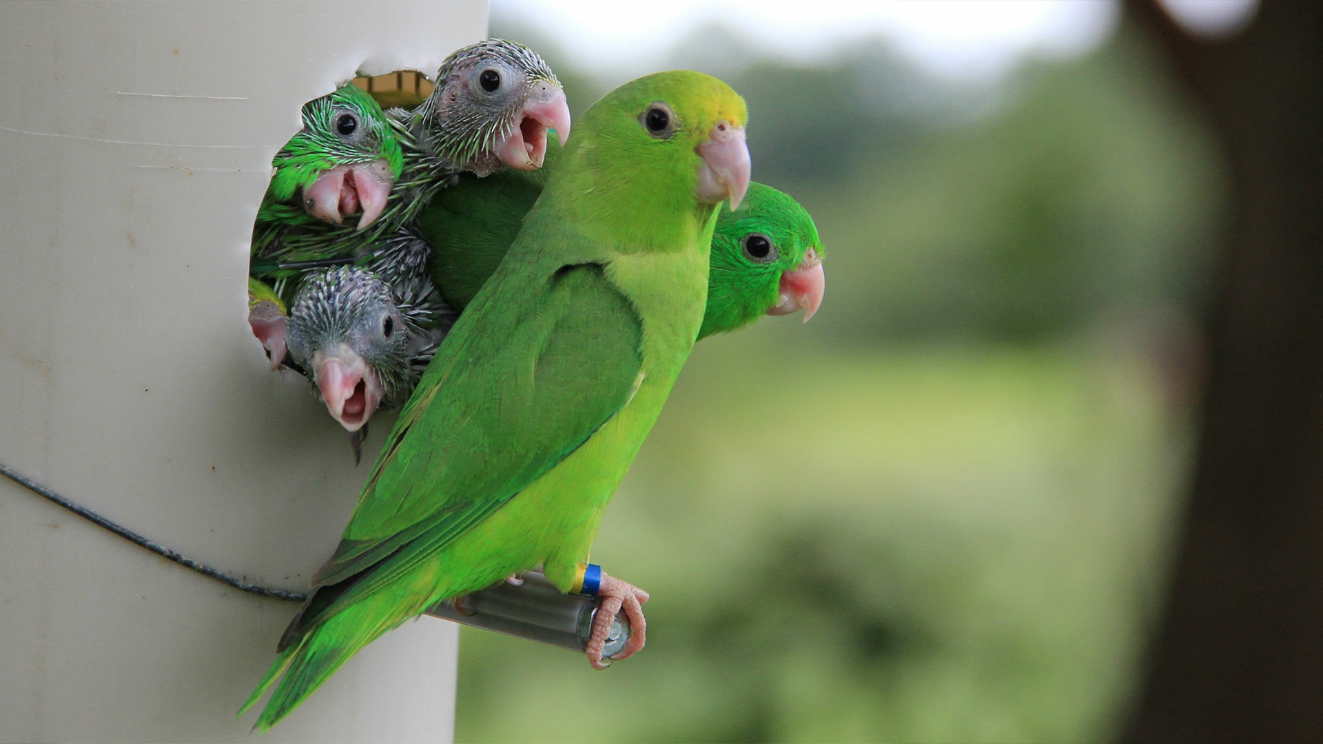 Parrots' Mysterious Behavior: Adoption or Infanticide Explained ...