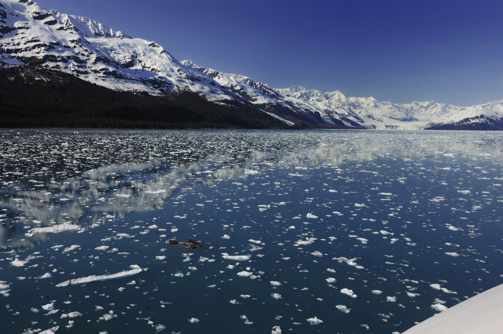 Photo | Alaska College Fjord | Carnival Cruise Line