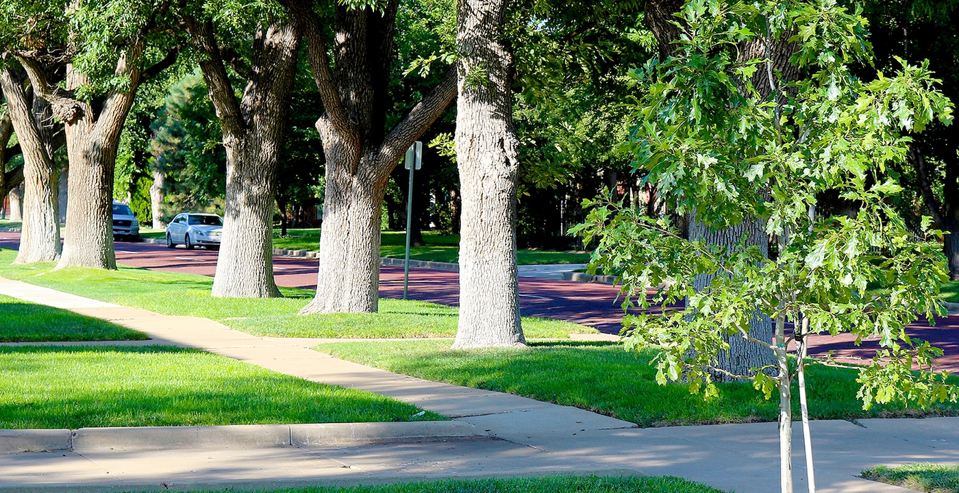 Trees are good for the Earth and lower energy bills | Xcel Energy Newsroom