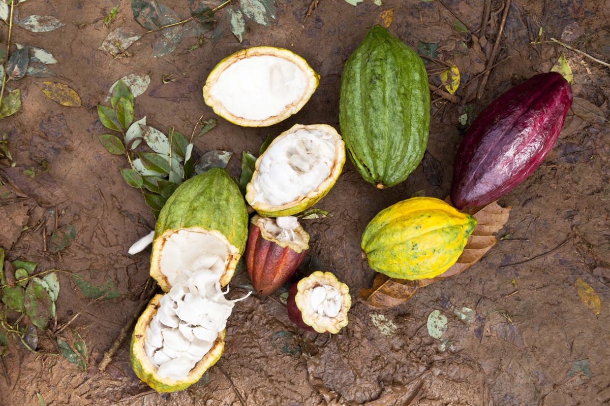 Cocoa could bring sweet relief to walking pain for people with ...
