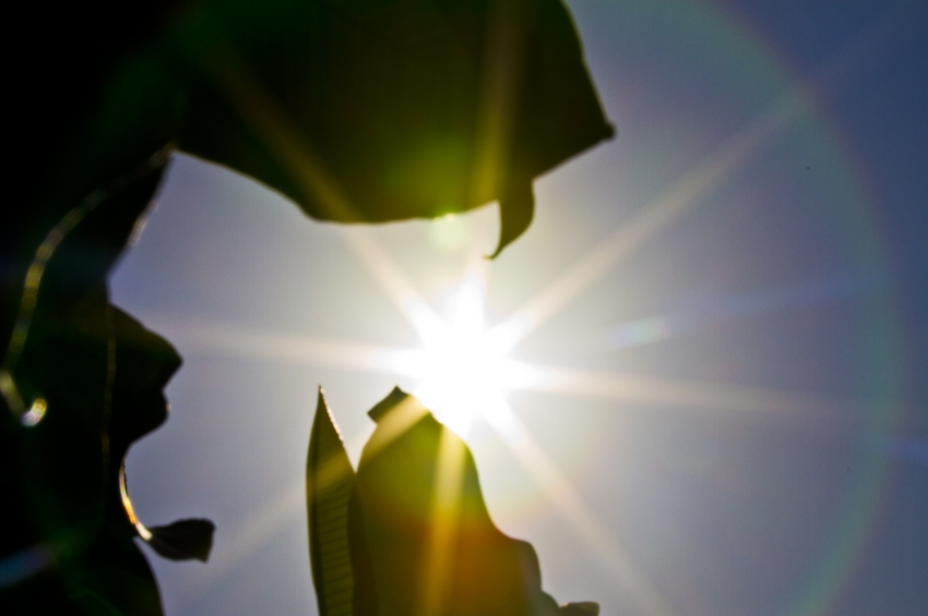 Photo | Sun and Plant | American Heart Association