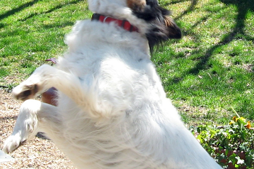 Photo | dog makes great catch | American Heart Association