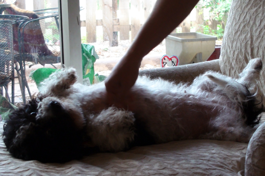 Photo | dog playing indoors | American Heart Association