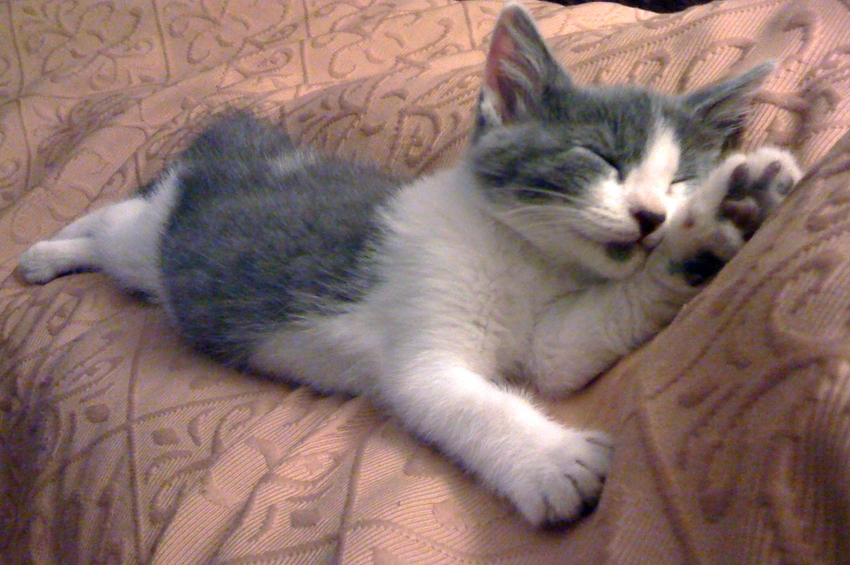 Photo | Cat/Kitten at rest | American Heart Association