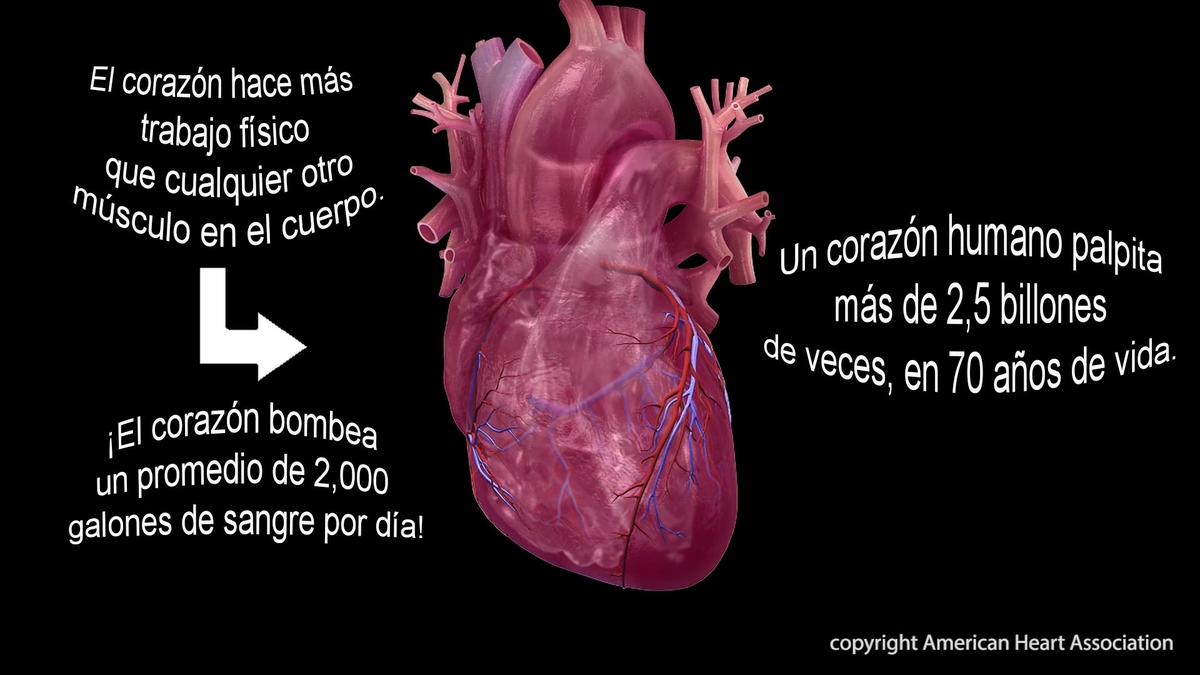 Photo | Heart facts - Spanish | American Heart Association