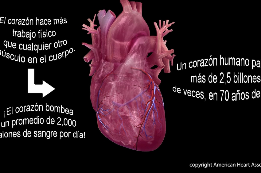 Photo | Heart facts - Spanish | American Heart Association