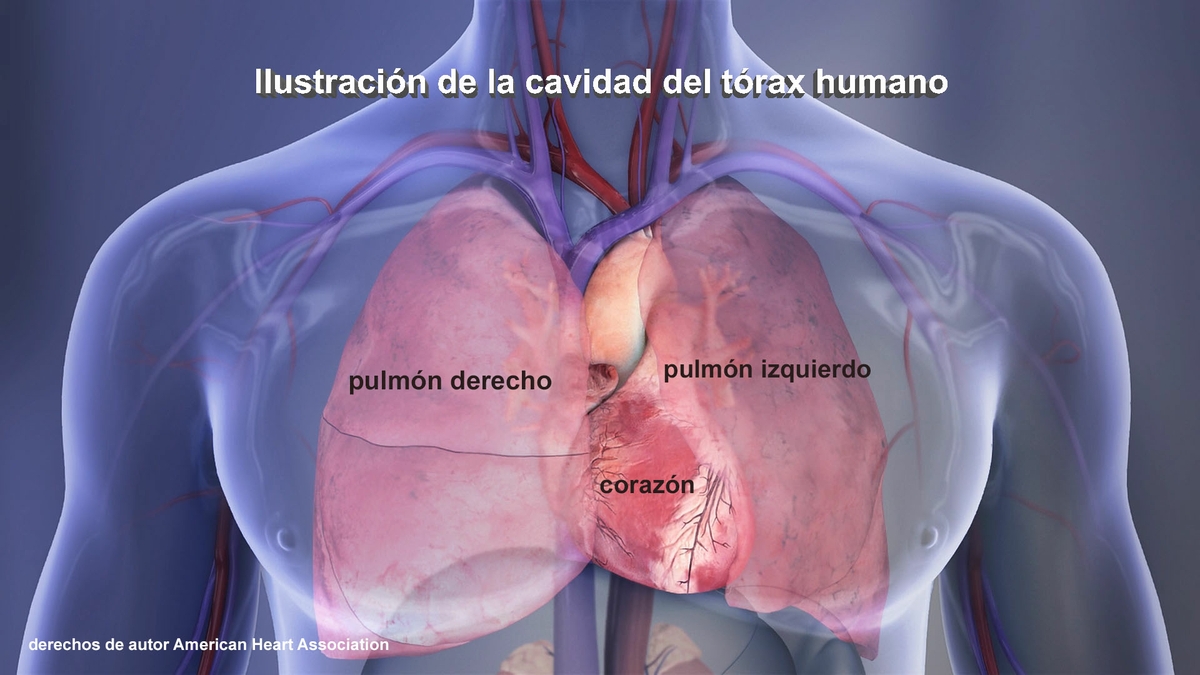 AHA/ASA Medical Graphics and Illustrations | American Heart Association