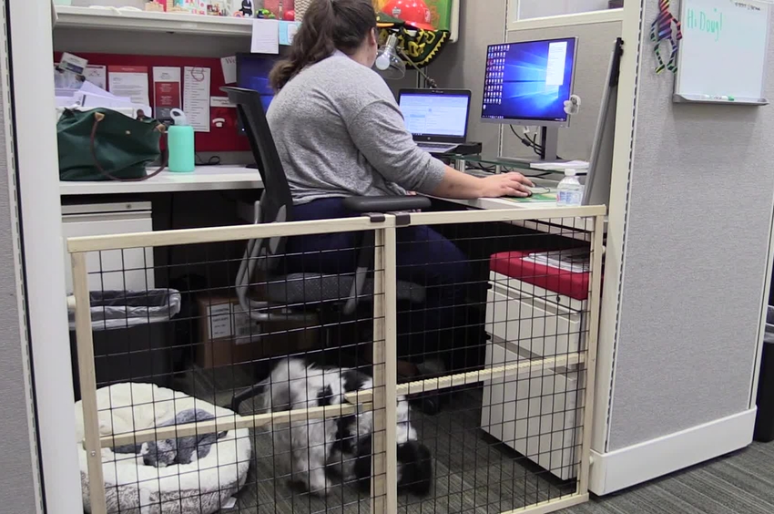 Video | Dogs in the workplace | American Heart Association