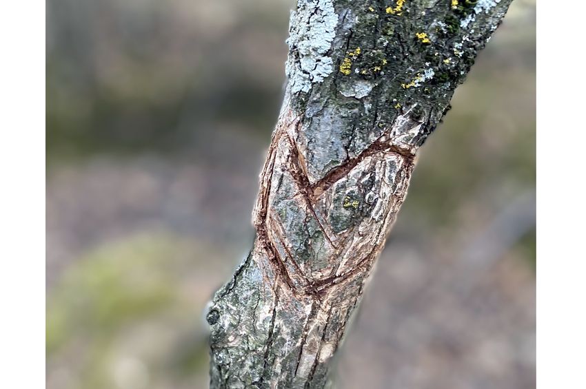 Photo | Heart carved on tree | American Heart Association