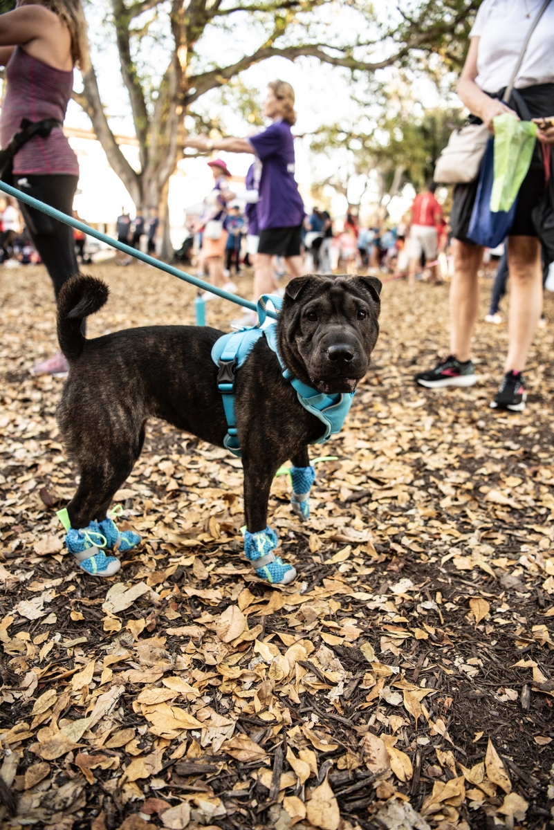 Photo | SWFL Collier Heart Walk 11-2-24 photo 6 | American Heart ...