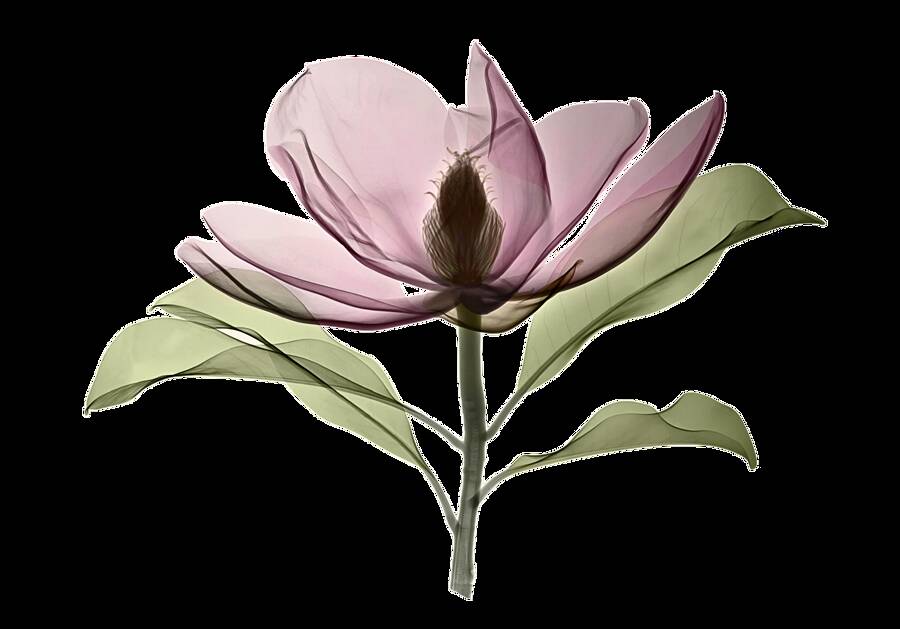 Bracken's Brown Beauty Magnolia X-Ray by A. F. Gill | Black & White ...