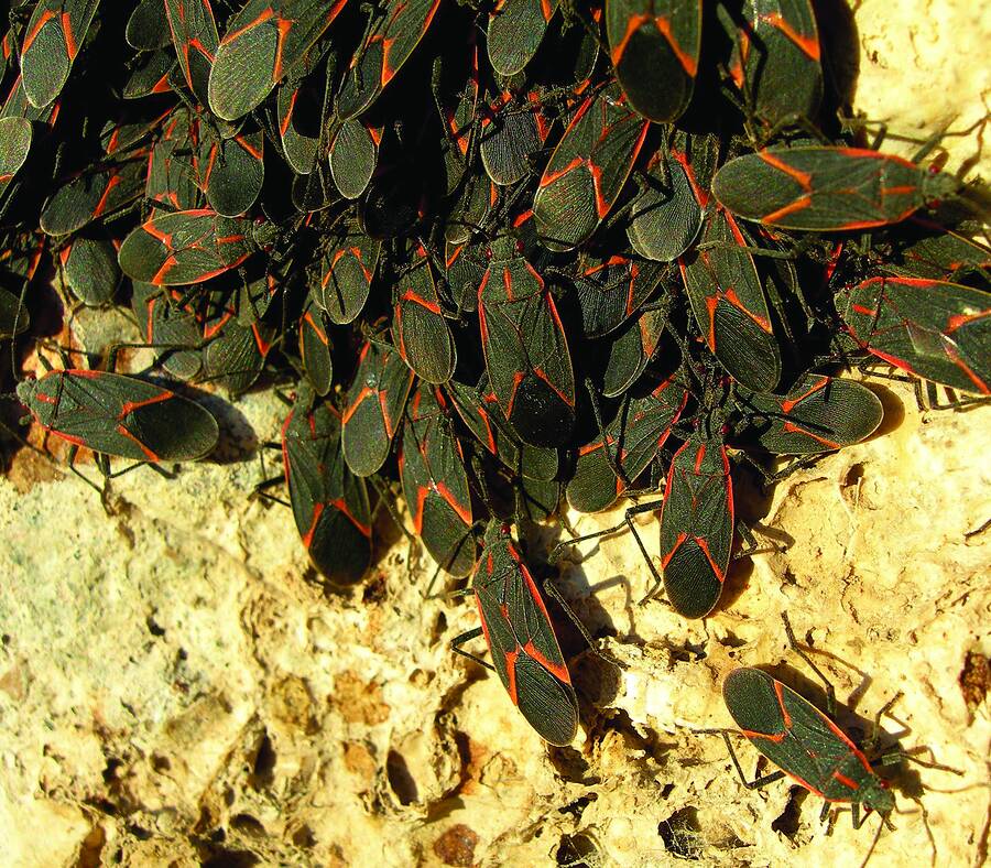 Bug Swarm by Allan Goodman | Black & White Magazine | For Collectors of ...