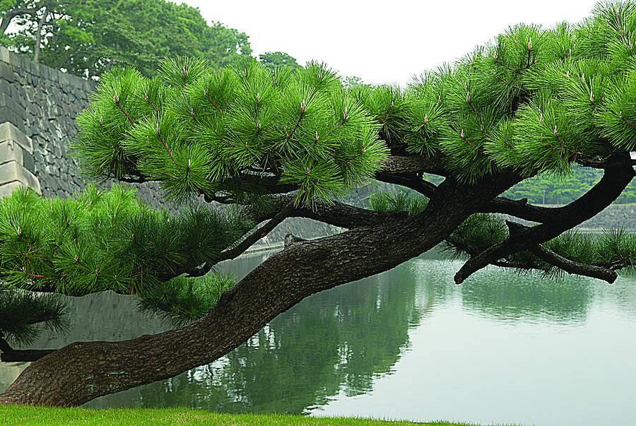 Leaning Pine by Heide Castleman | Black & White Magazine | For ...