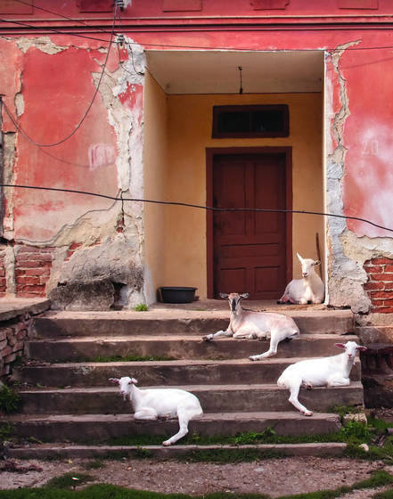 Goats at Home by Ellie Ivanova | Black & White Magazine | For ...