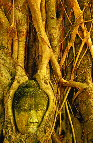Buddha Tree by Bob Smith | Black & White Magazine | For Collectors of ...