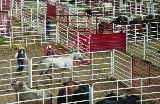 Rodeo Pens by Jim Kelly | Black & White Magazine | For Collectors of ...