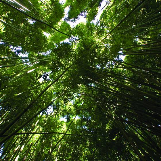 Bamboo Canopy by Jim Nichelson | Black & White Magazine | For ...