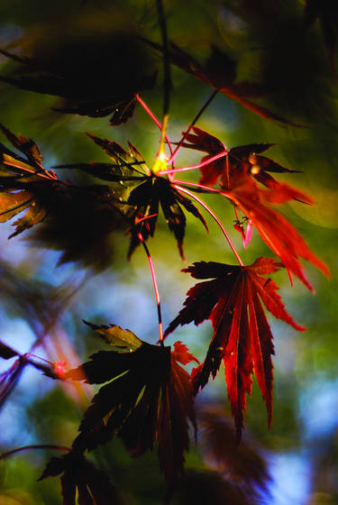 Dark Maple Leaves by Nancy Abens | Black & White Magazine | For ...