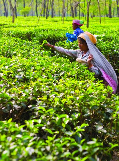 Tea Harvest by Rick Kattelmann | Black & White Magazine | For ...