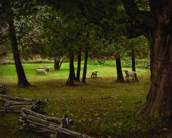 Peaceful Pasture by Lee Sowle | Black & White Magazine | For Collectors ...