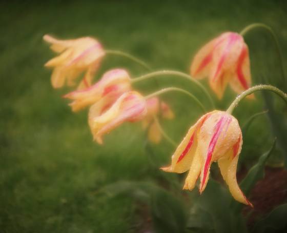 Bowing Flowers by Robert C. Jenks | Black & White Magazine | For ...