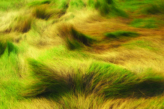 Marsh Grasses by Melissa O'Shaughnessy | Black & White Magazine | For ...