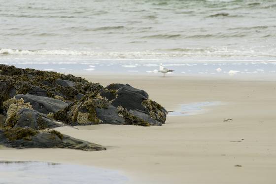 Alligator Rock by Robert Biondo | Black & White Magazine | For ...