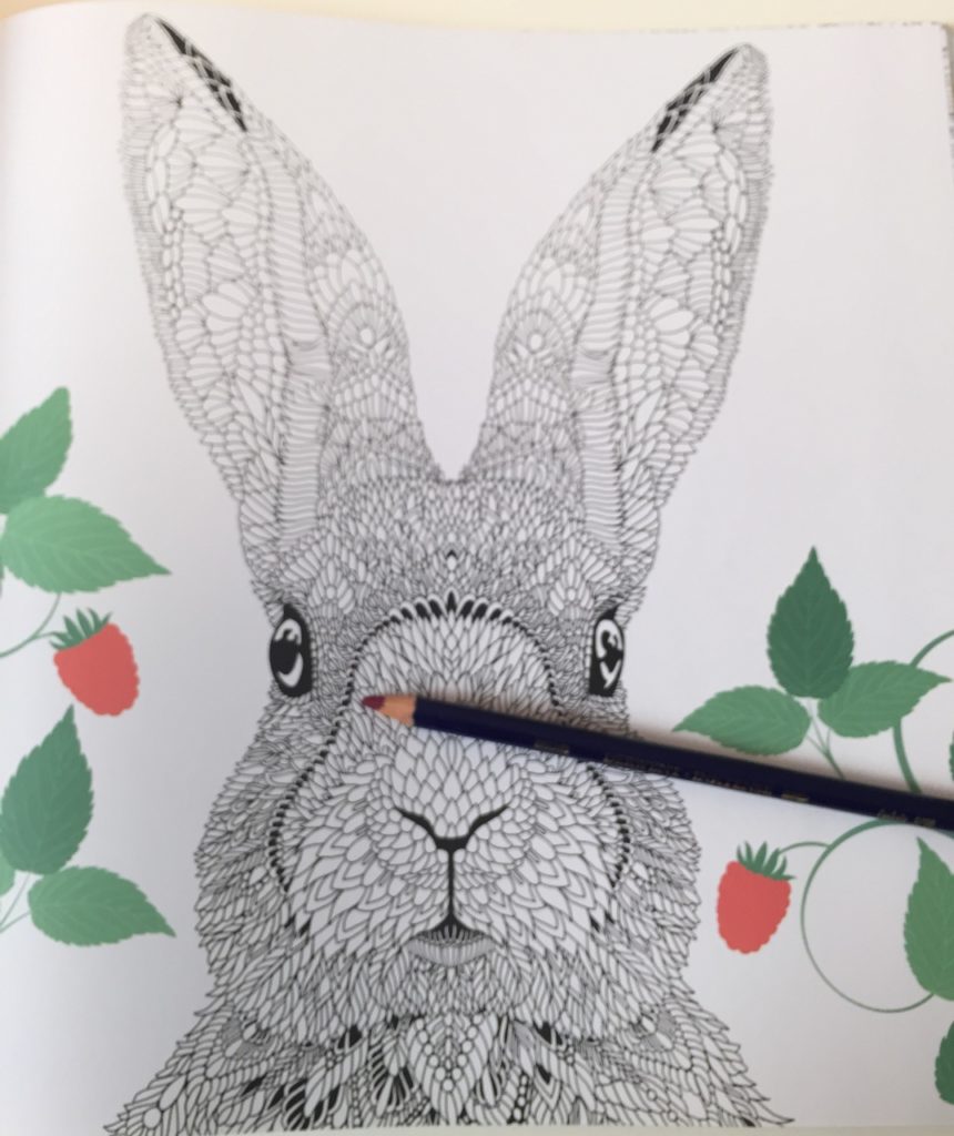 The Menagerie - Animal Portraits to Color - Coloring Queen