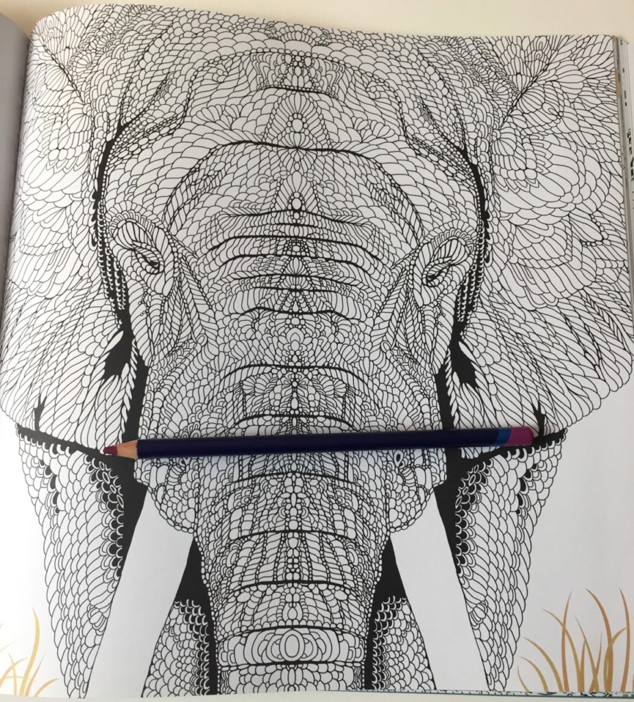 The Menagerie - Animal Portraits to Color - Coloring Queen