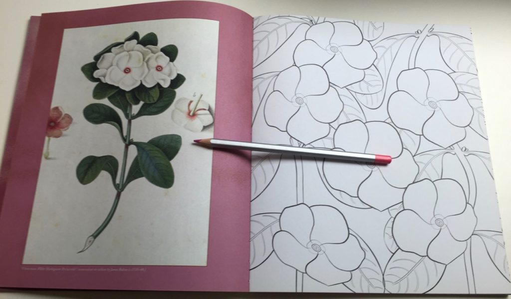 RHS Floral Colouring Book Review - Coloring Queen